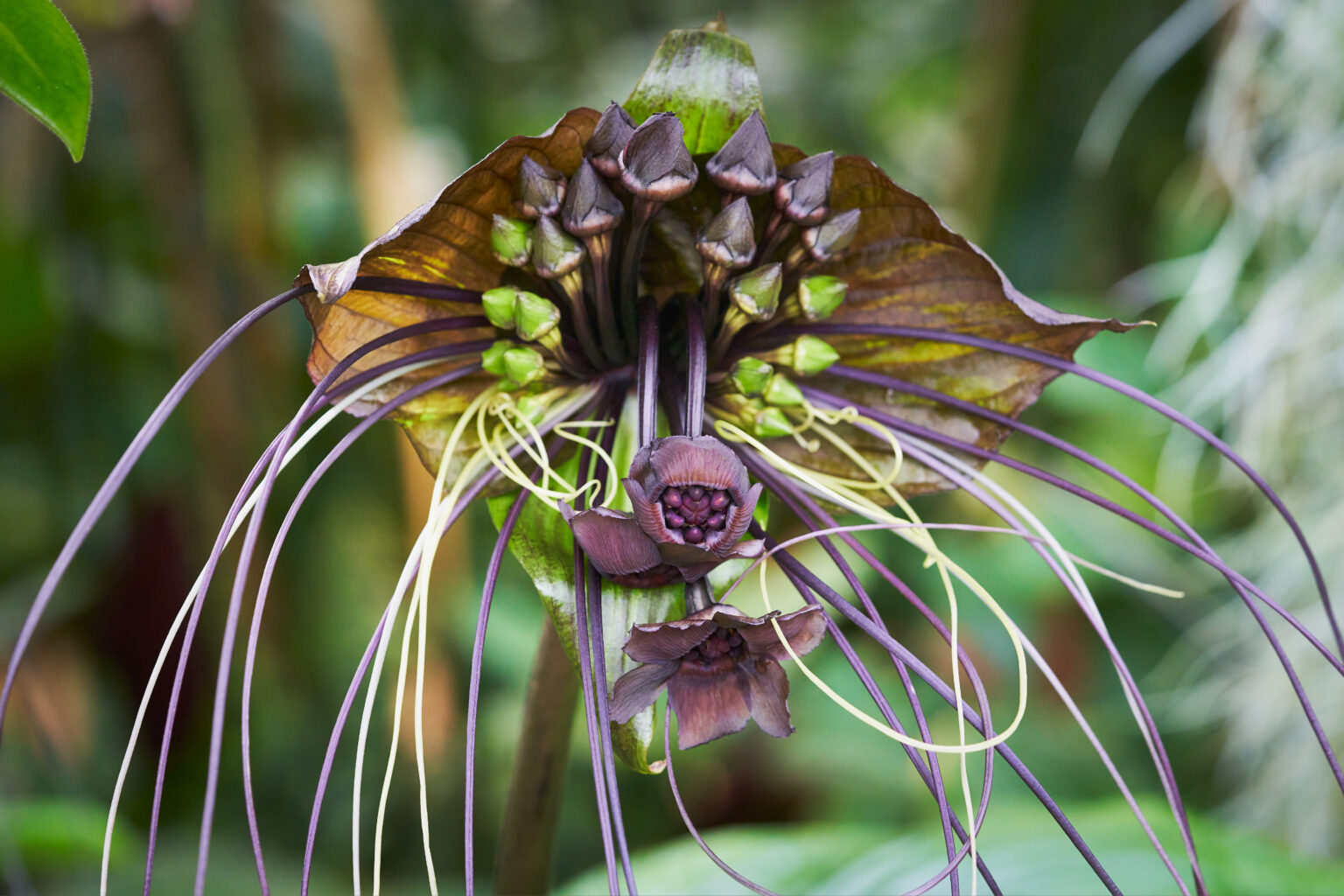 The Black Bat Flower (Tacca chantrieri) - Kee Science