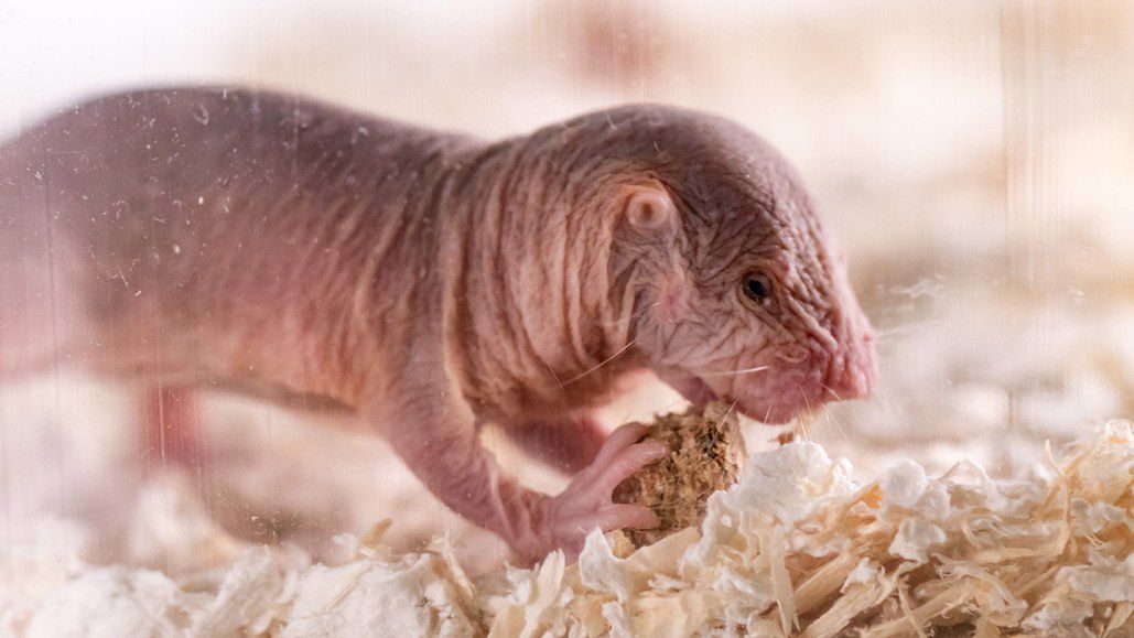 Naked Mole Rat: The Underground Oddity of the Mammal World - Kee Science