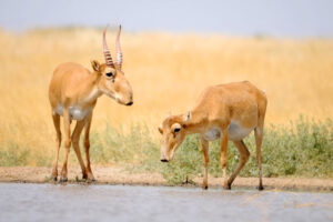 Saiga Antelope: The Ancient Survivor of the Eurasian Steppes - Kee Science