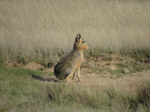 Patagonian Mara: Argentina’s Rabbit-Like Rodent - Kee Science
