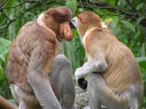 Proboscis Monkey: The Long-Nosed Swimmer of Borneo – Kee Science